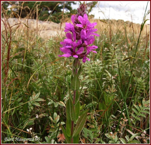 Kattehale - Lythrum salicaria