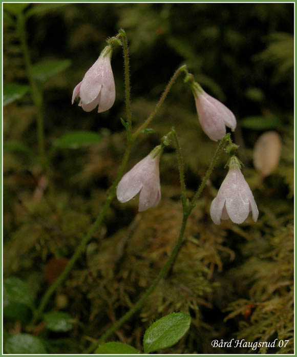 Linnea - Linnaea borealis