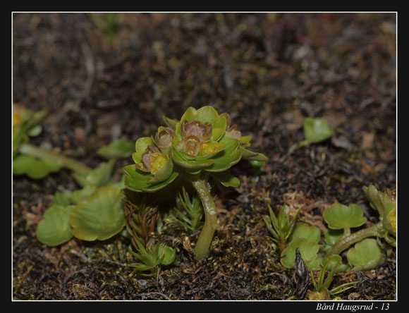 Dvergmaigull - Chrysosplenium tetrandrum
