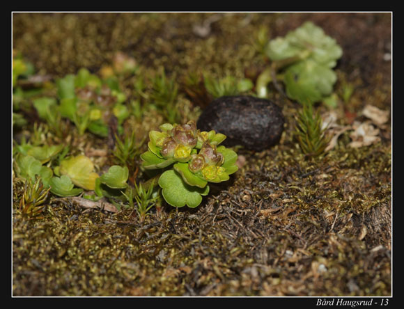 Dvergmaigull - Chrysosplenium tetrandrum