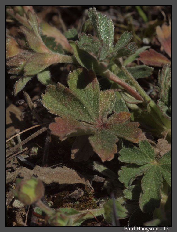 Gråmure - Potentilla acaulis