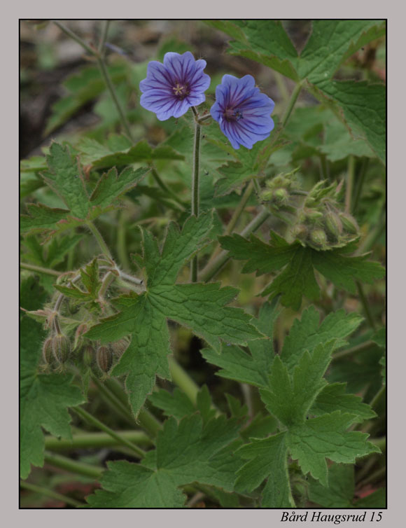 Bråtestorkenebb - Geranium bohemicum