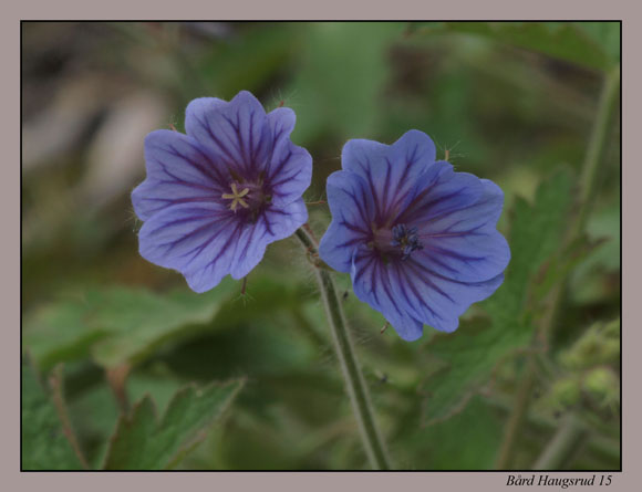 Bråtestorkenebb - Geranium bohemicum