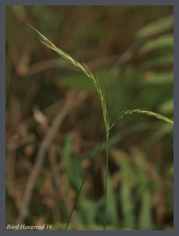 Hundekveke- Elymus caninus var. caninus