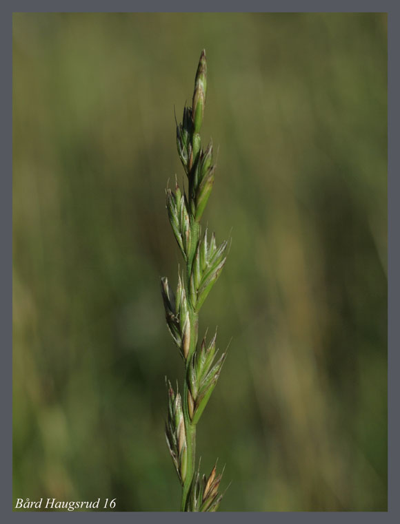 Italiensk raigras - Lolium multiflorum