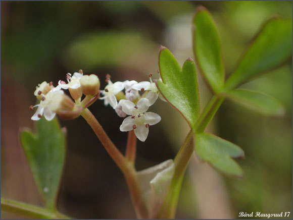 Krypselleri - Apium inundatum