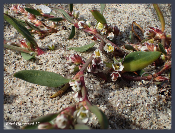 Norsk sandslirekne - Polygonum raii ssp norvegicum