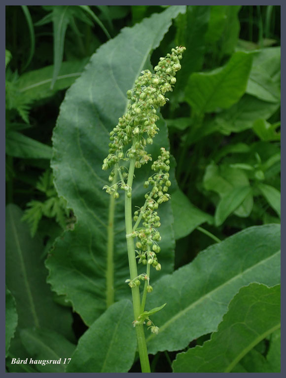 Russehøymol - Russehoymol Rumex confertus