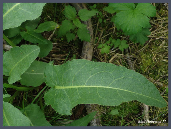 Russehøymol - Russehoymol Rumex confertus