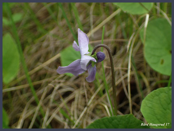 Stor myrfiol - Viola epipsila