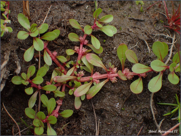 Vasskryp - Lythrum portula