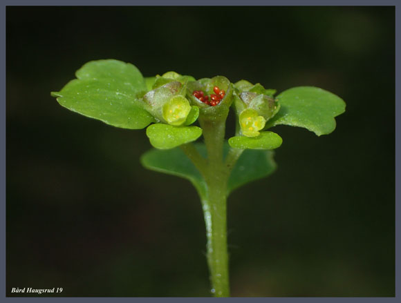 Dvergmaigull - Chrysosplenium tetrandrum