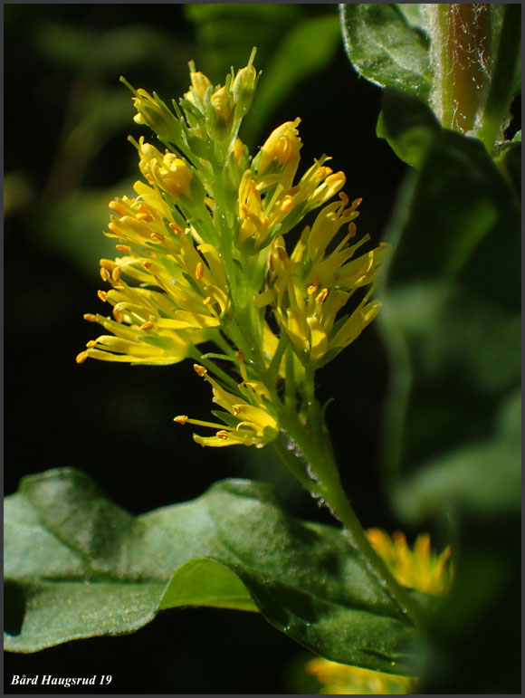 Gulldusk - Lysimachia thyrsiflora