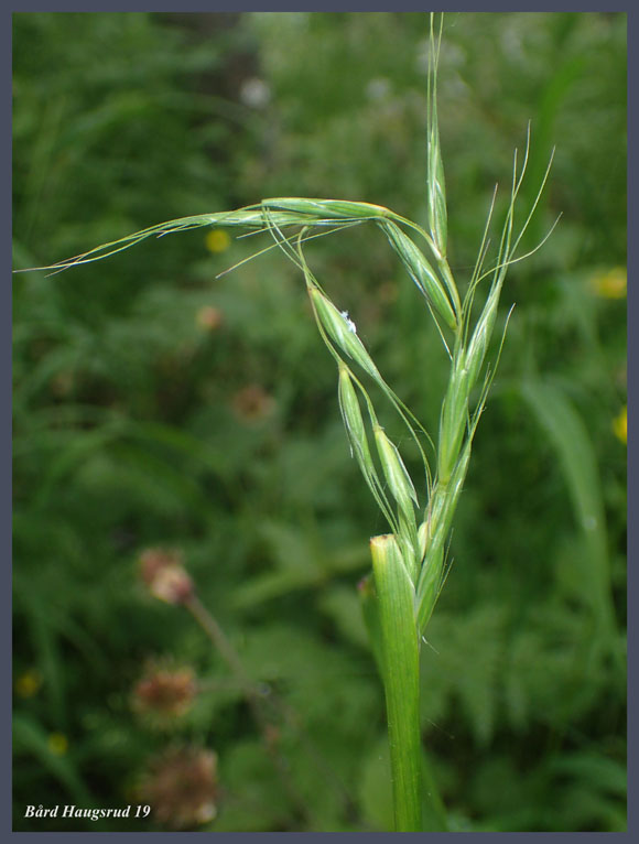 Hundekveke- Elymus caninus var. caninus