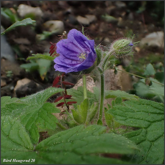 Bråtestorkenebb - Geranium bohemicum