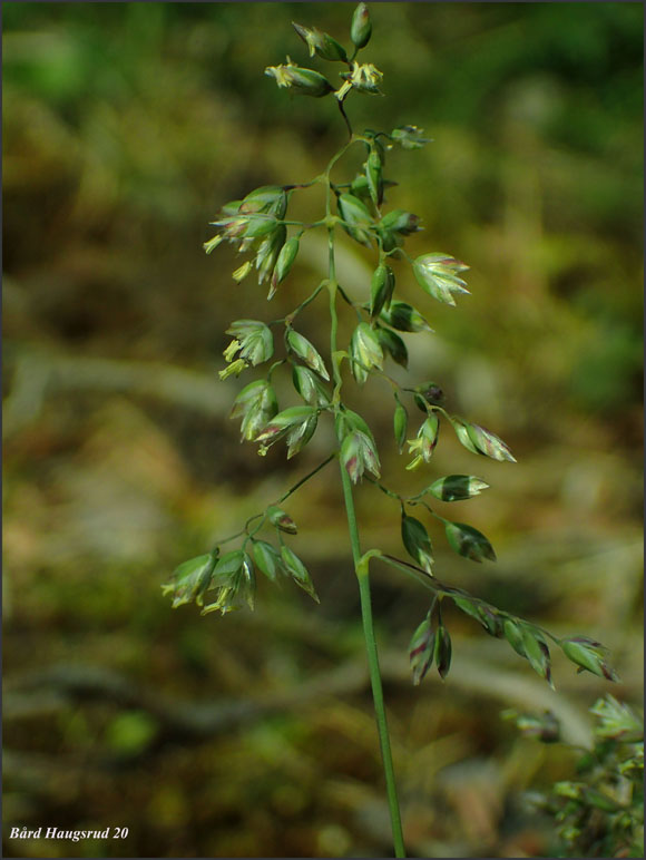 Smårapp - Poa humilis