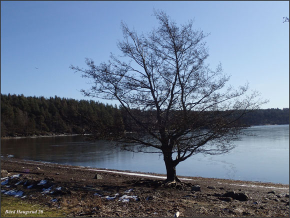 Svartor - Alnus glutinosa