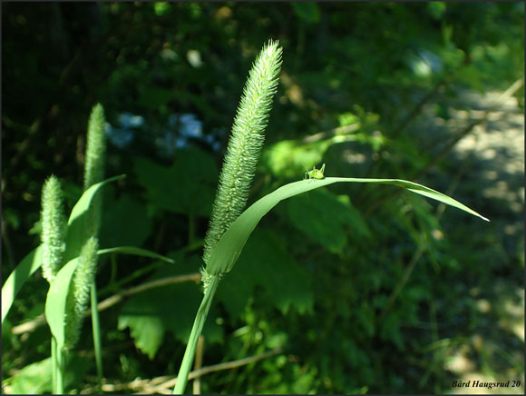 Timotei- Phleum pratense ssp. pratense