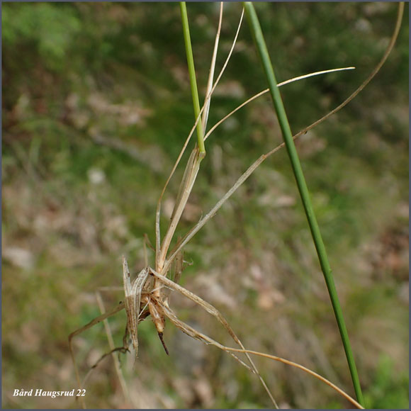 Smårapp - Poa humilis