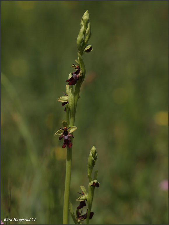 Flueblom - Ophrys insectifera