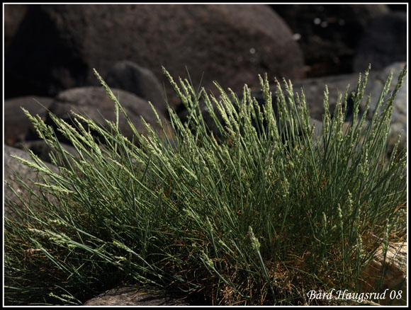 Fjæresaltgras- Puccinellia maritima