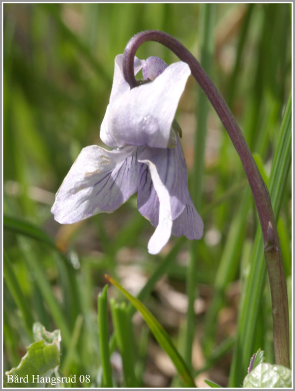 Stor myrfiol - Viola epipsila