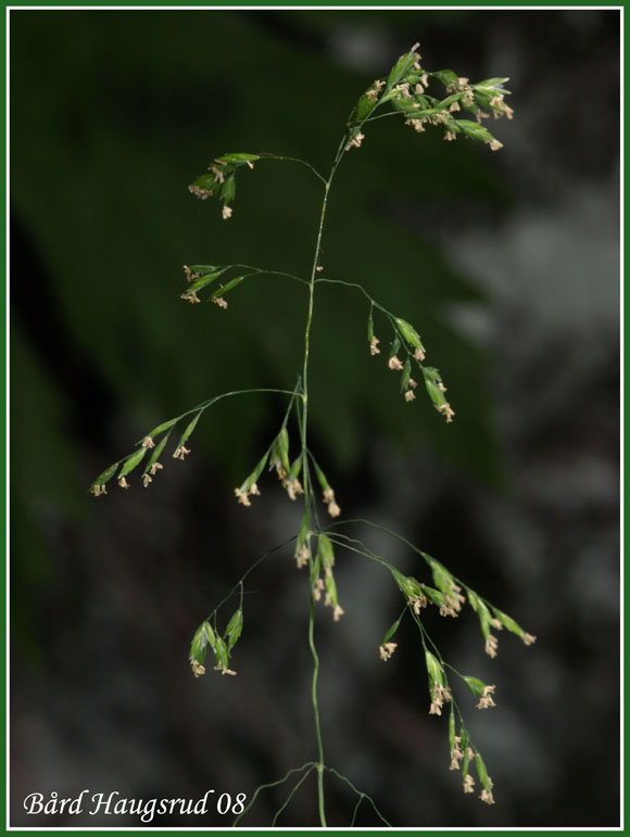 Storrapp - Poa remota