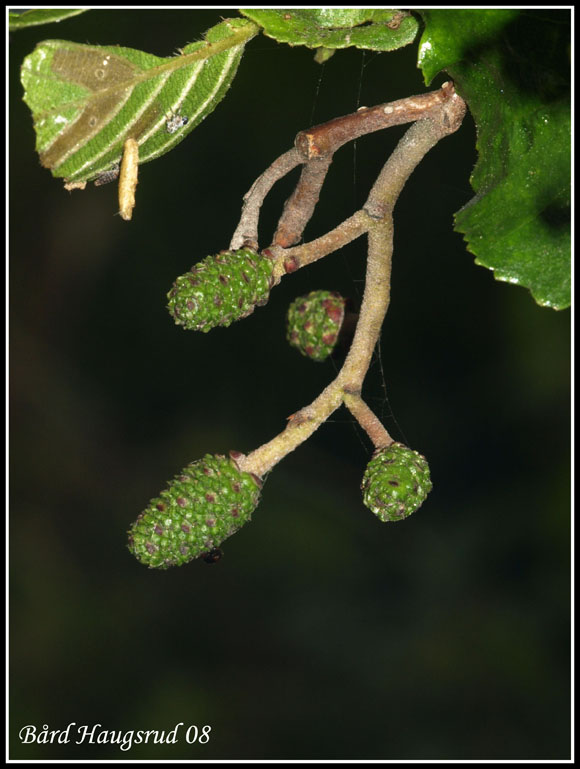 Svartor - Alnus glutinosa
