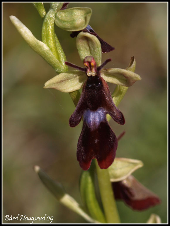 Flueblom - Ophrys insectifera