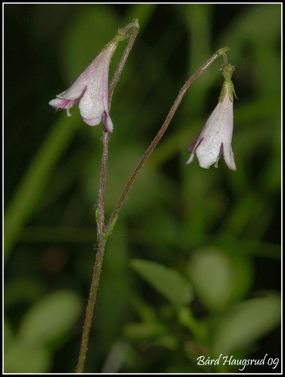 Linnea - Linnaea borealis