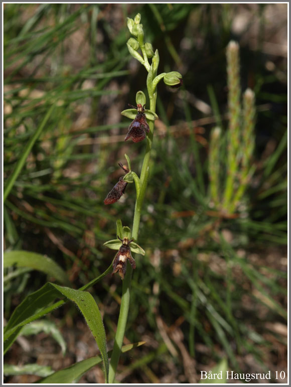 Flueblomst - Ophrys insectifera