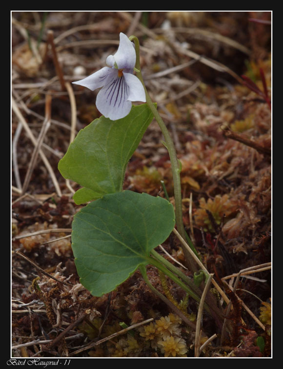 Stor myrfiol - Viola epipsila